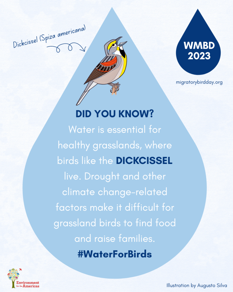 WMBD Infographics (English & Spanish) – EFTA Digital Resource Library