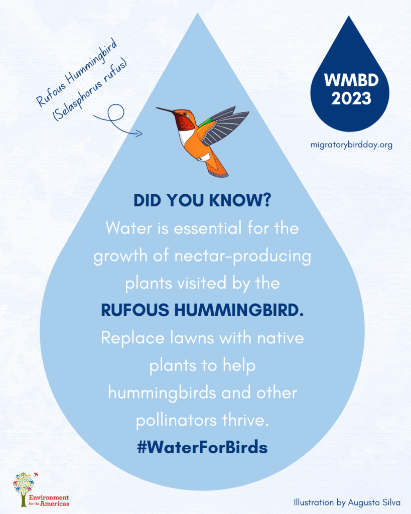 WMBD Infographics (English & Spanish) – EFTA Digital Resource Library