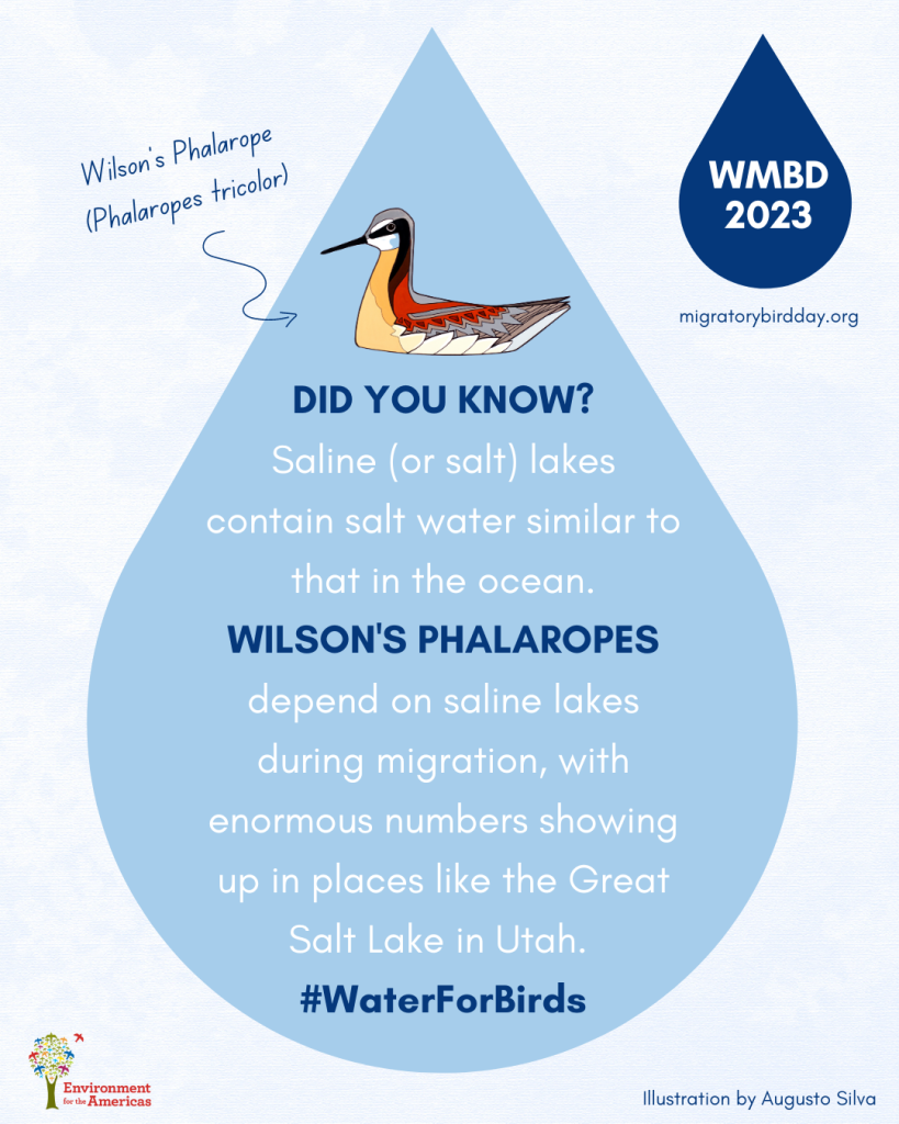 WMBD Infographics (English & Spanish) – EFTA Digital Resource Library