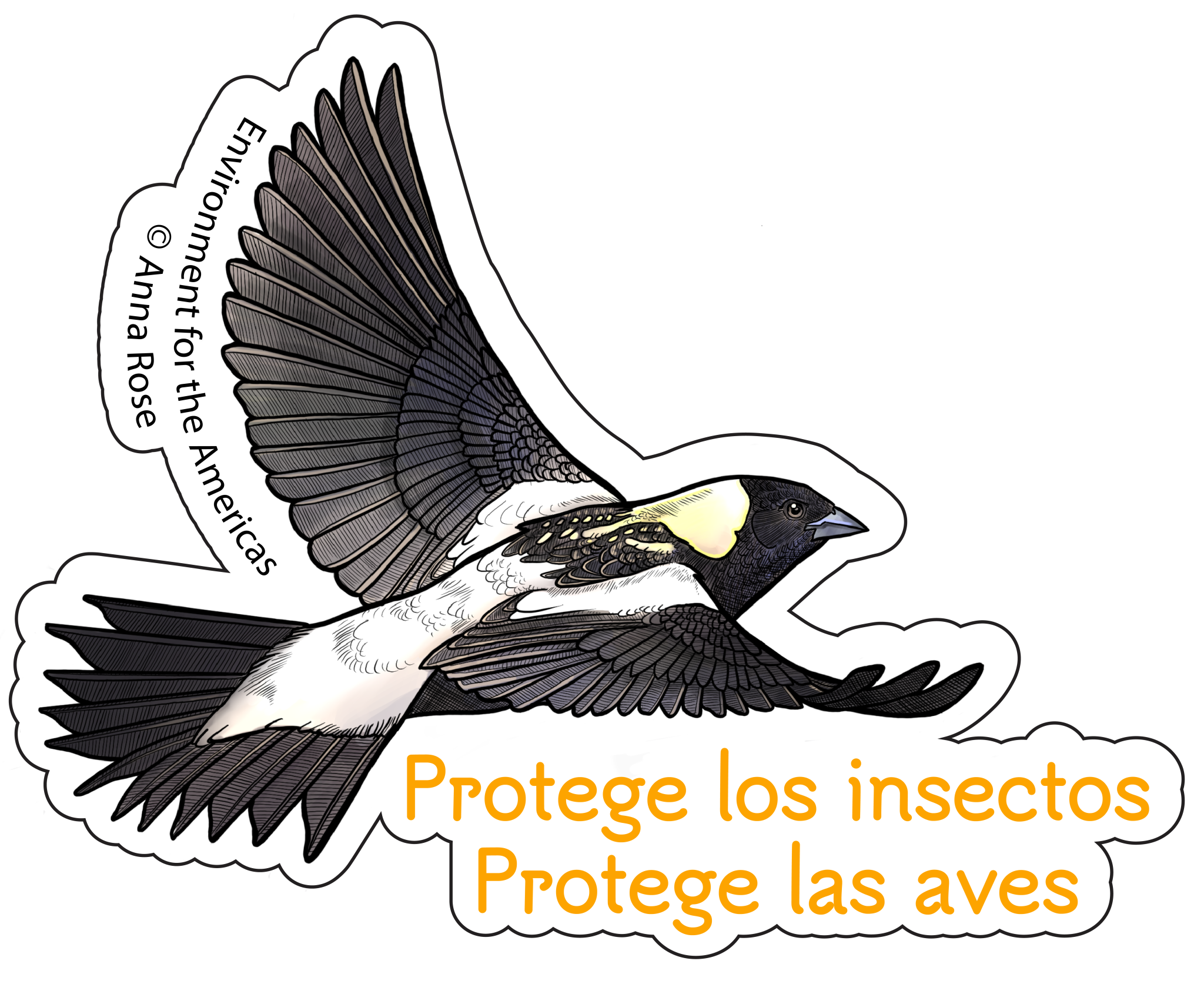 2024 WMBD Bird & Insect Images (Spanish) – EFTA Digital Resource Library
